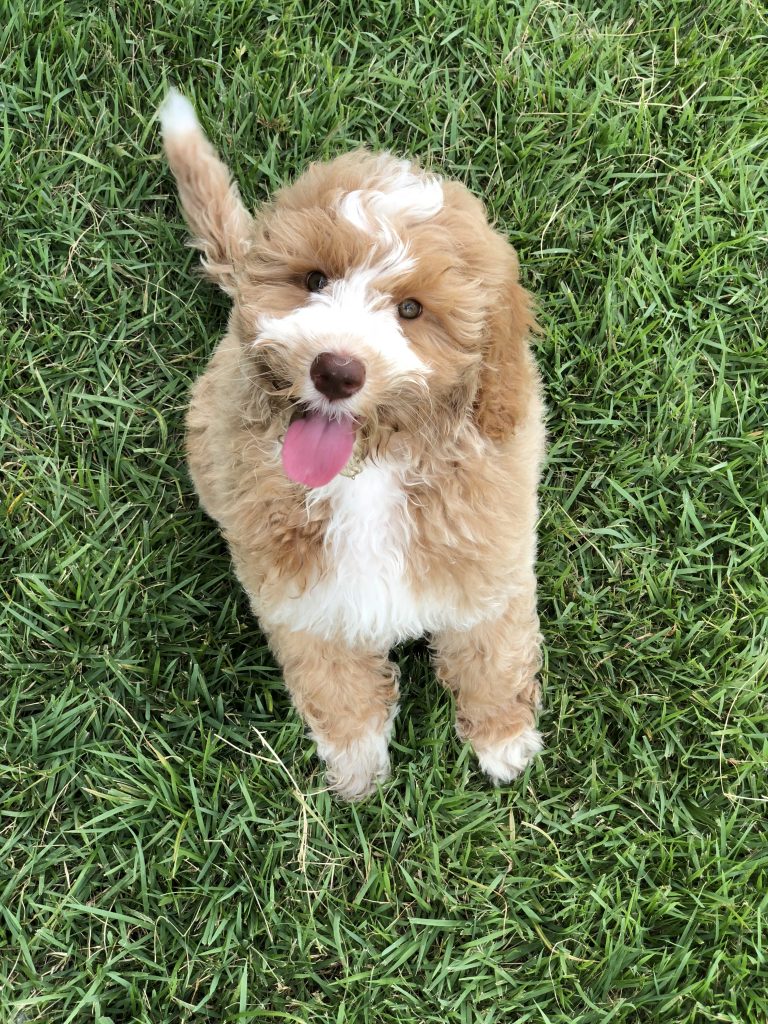 Breeder of Female Labradoodles in Savannah GA | CNR Farms
