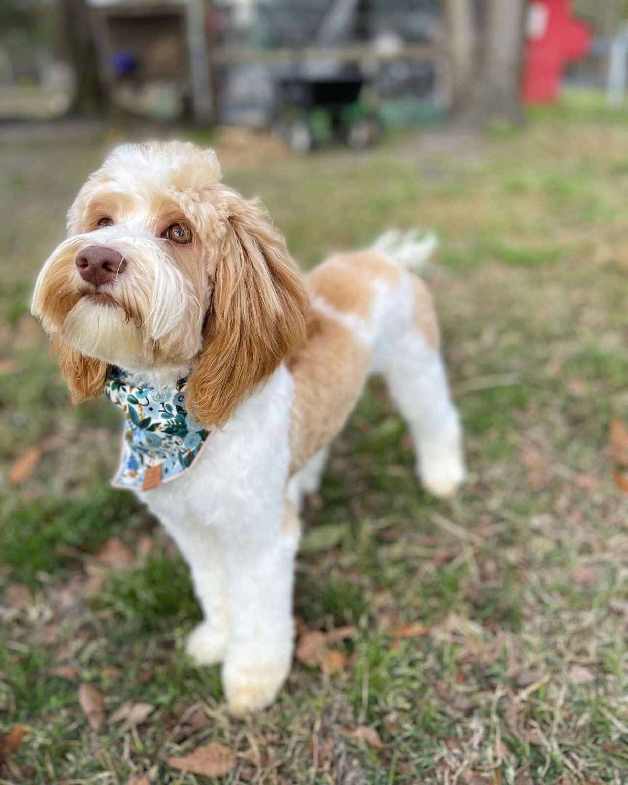 Miniature Australian Labradoodles for Adoption in GA | CNR Farms