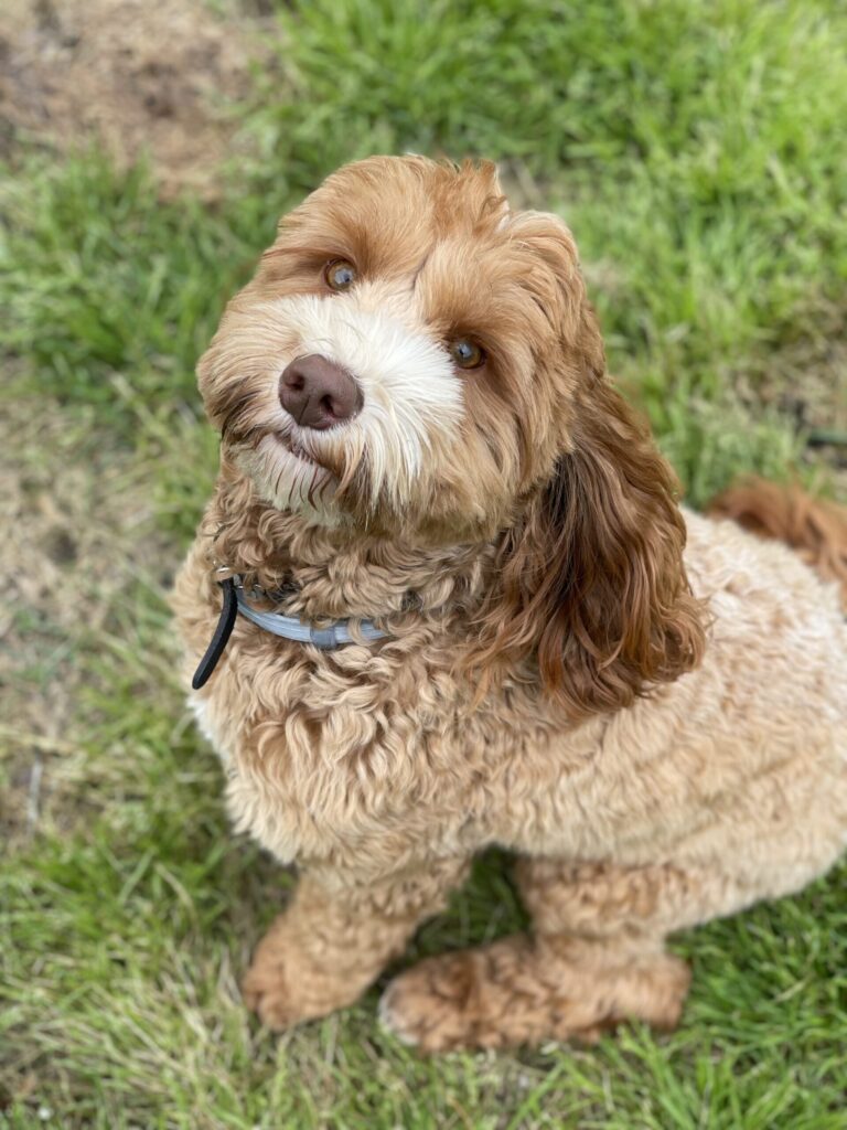 Miniature Australian Labradoodles for Adoption in GA | CNR Farms