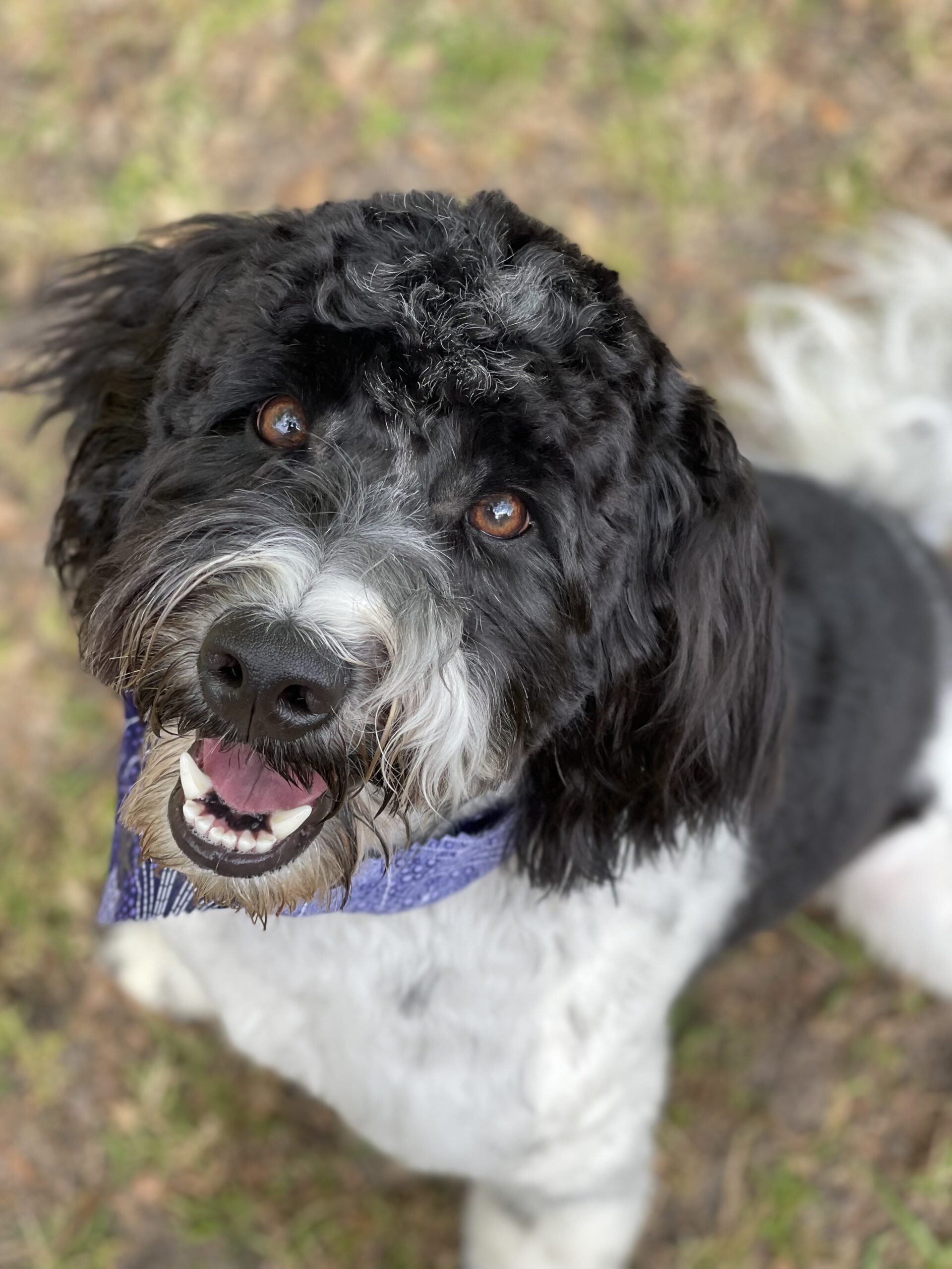 Miniature Australian Labradoodles for Adoption in GA | CNR Farms