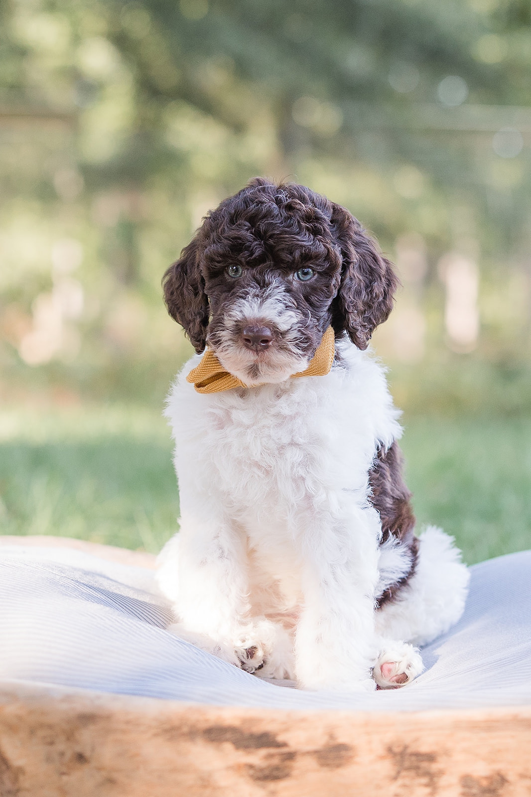 Australian Labradoodle Puppies for Sale by Breeder in Georgia | CNR Farms