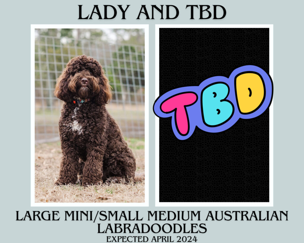 Miniature Australian Labradoodles for Adoption in GA | CNR Farms