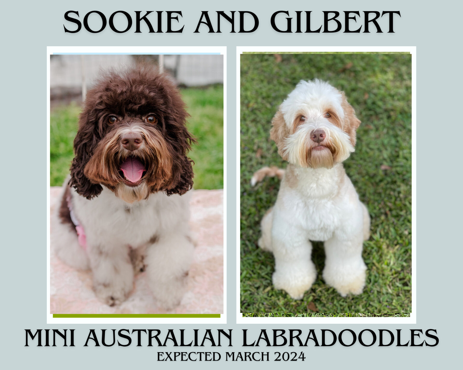 Miniature Australian Labradoodles for Adoption in GA | CNR Farms