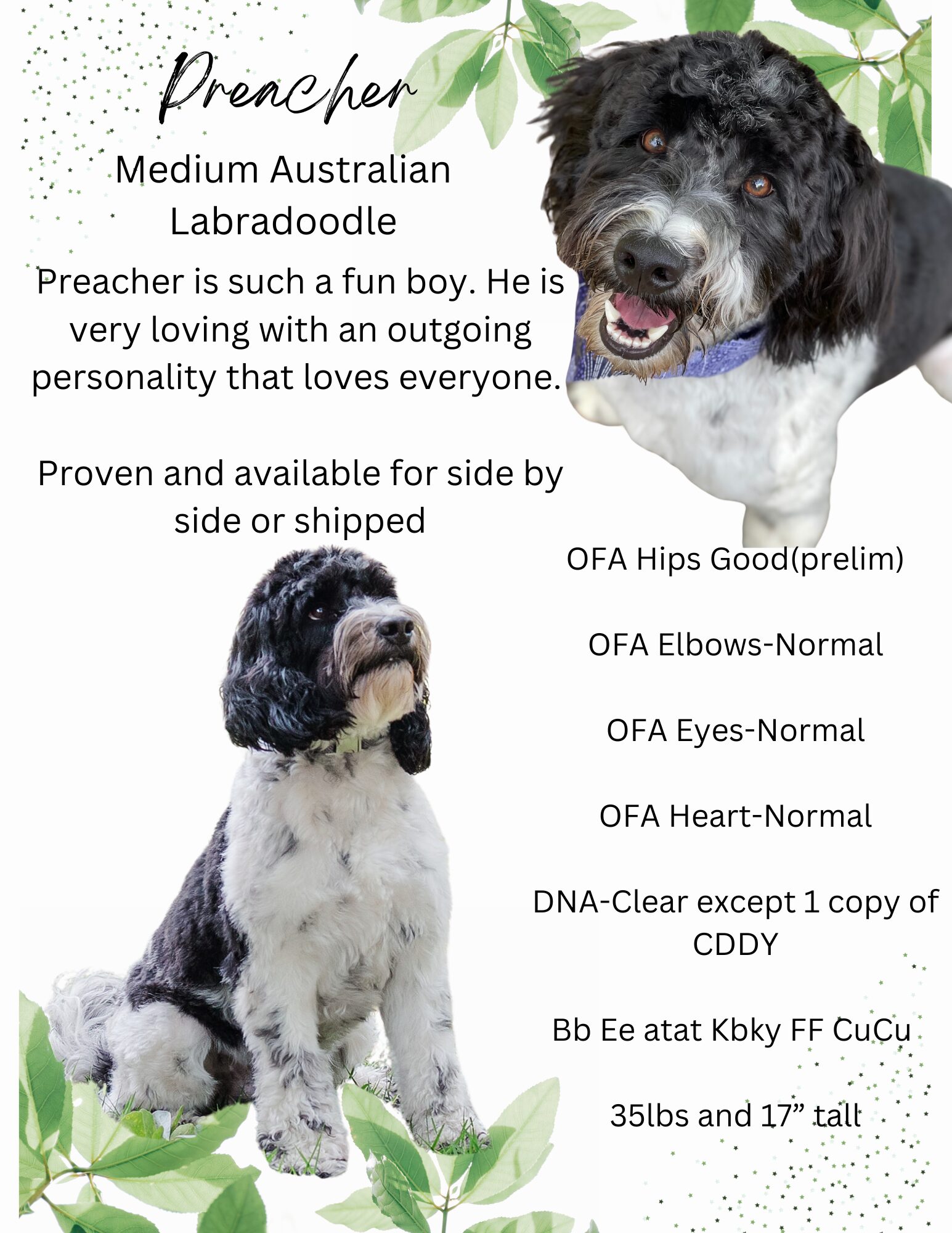 Stud Service - CNR Farms