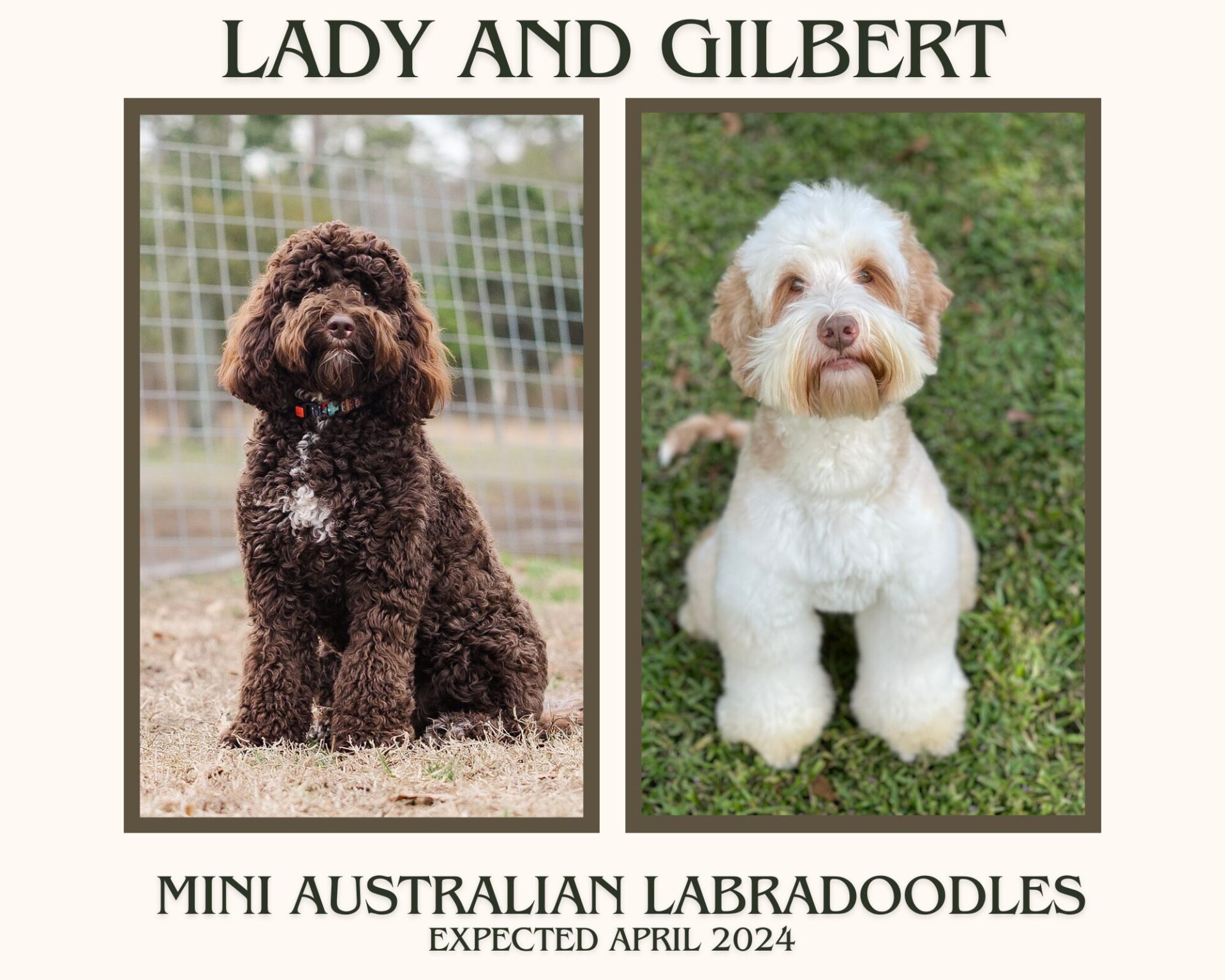 Miniature Australian Labradoodles for Adoption in GA | CNR Farms