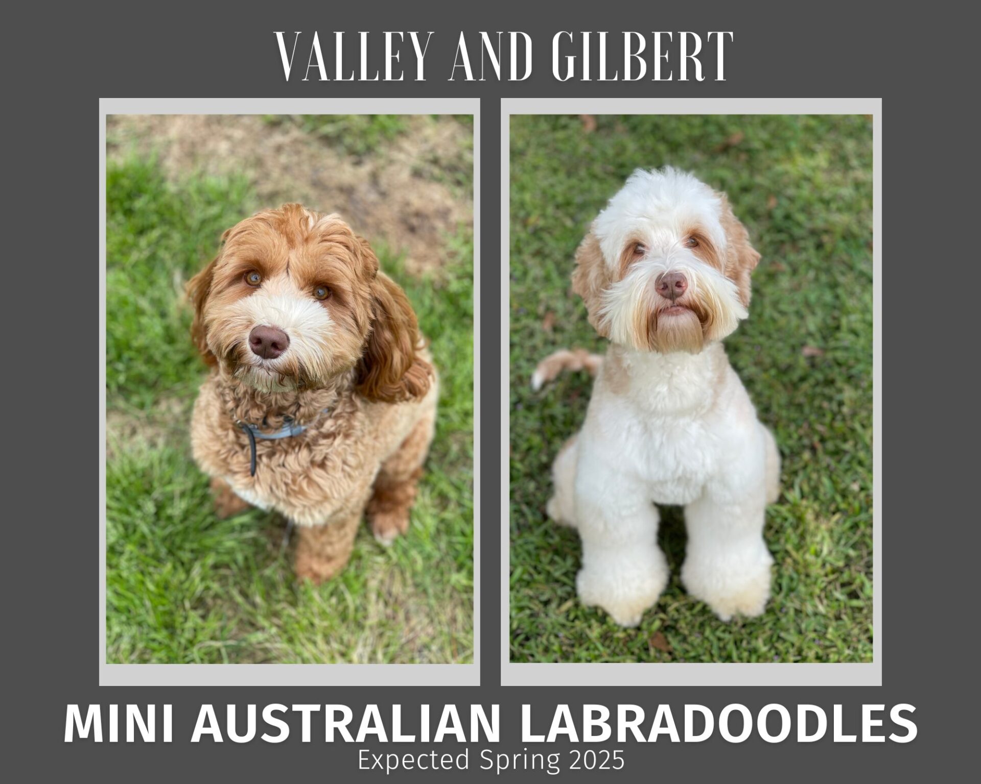 Miniature Australian Labradoodles for Adoption in GA | CNR Farms