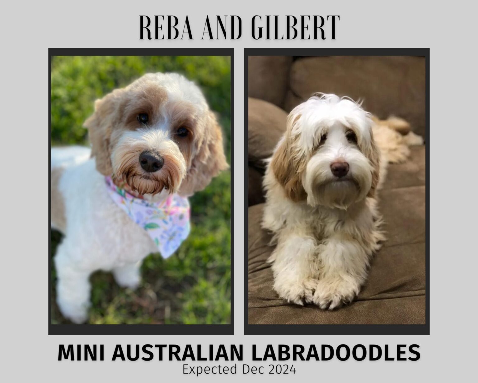 Miniature Australian Labradoodles for Adoption in GA | CNR Farms