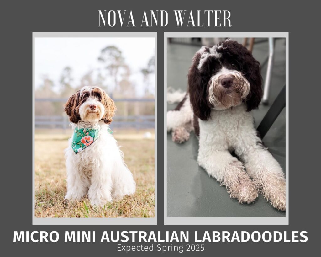 Miniature Australian Labradoodles for Adoption in GA | CNR Farms