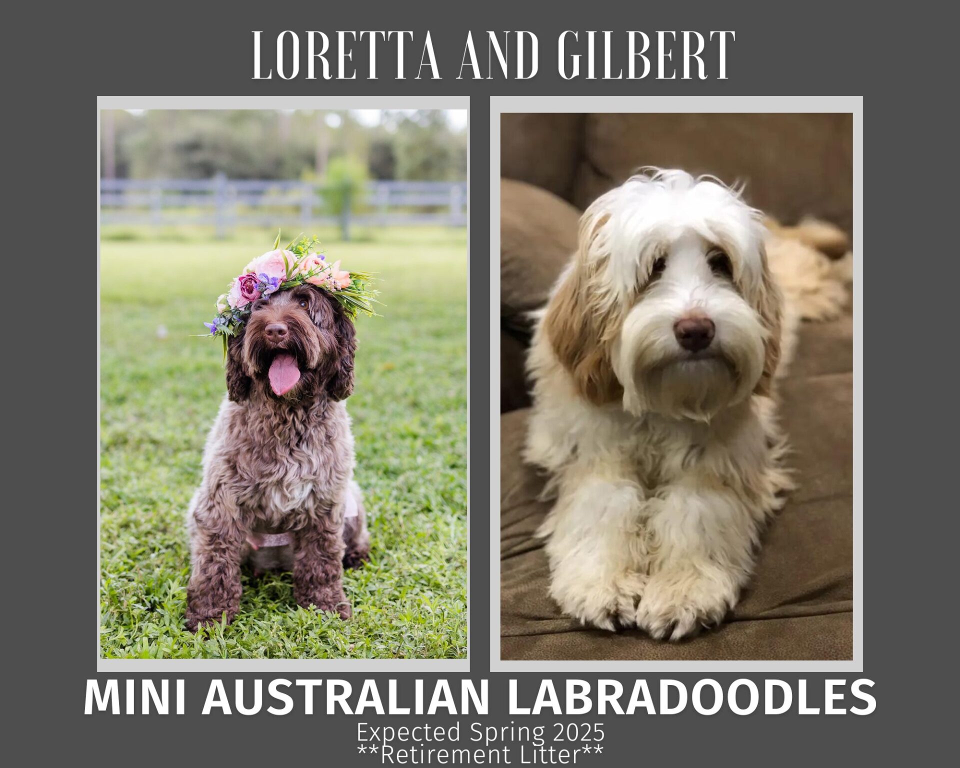 Miniature Australian Labradoodles for Adoption in GA | CNR Farms