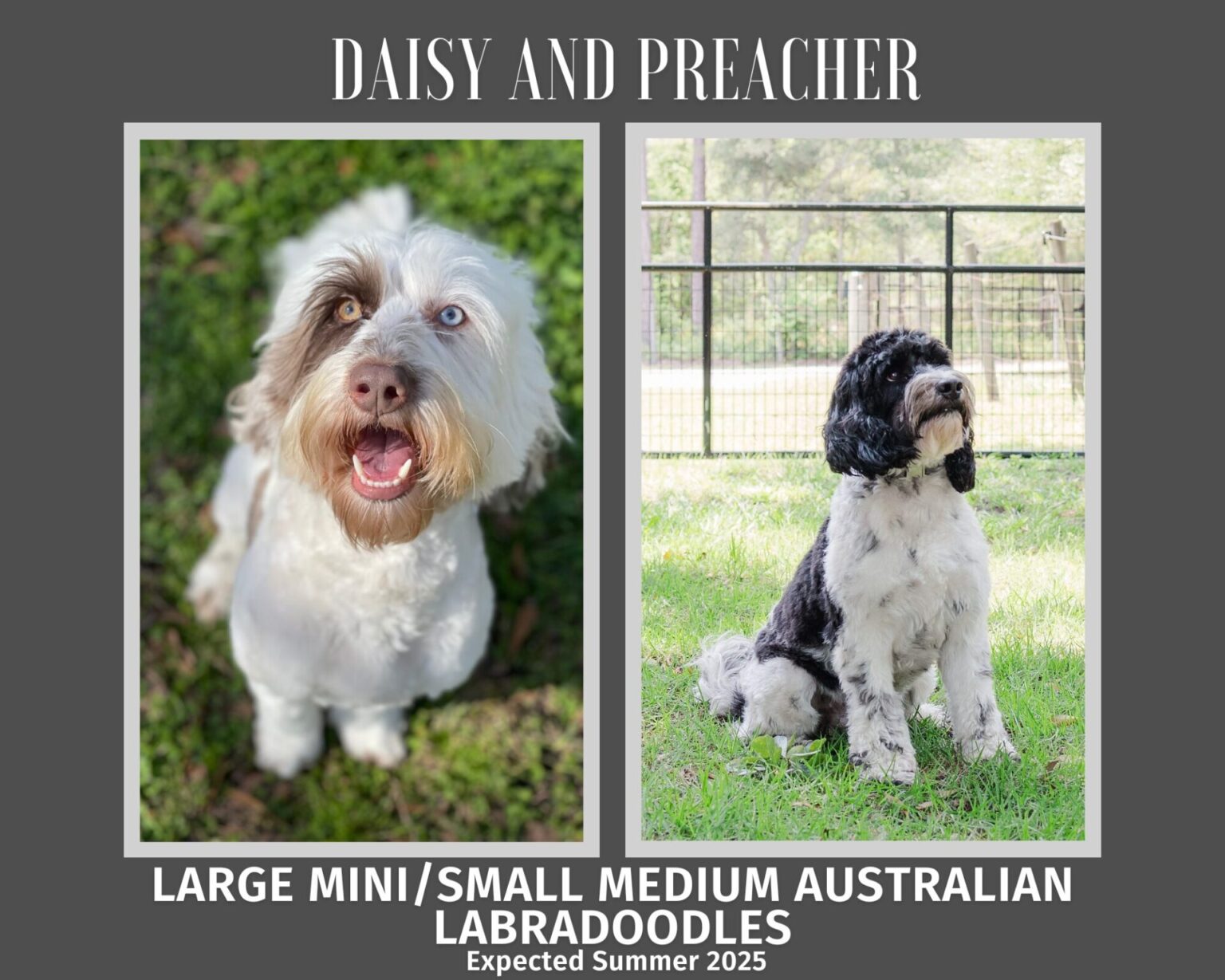 Miniature Australian Labradoodles for Adoption in GA | CNR Farms
